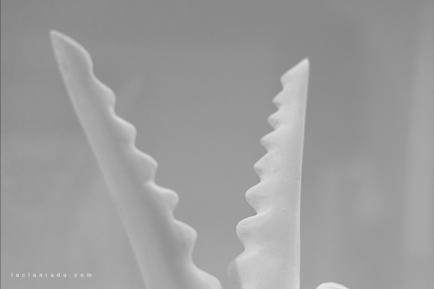 CUTTING PEACE — Lucian Radu