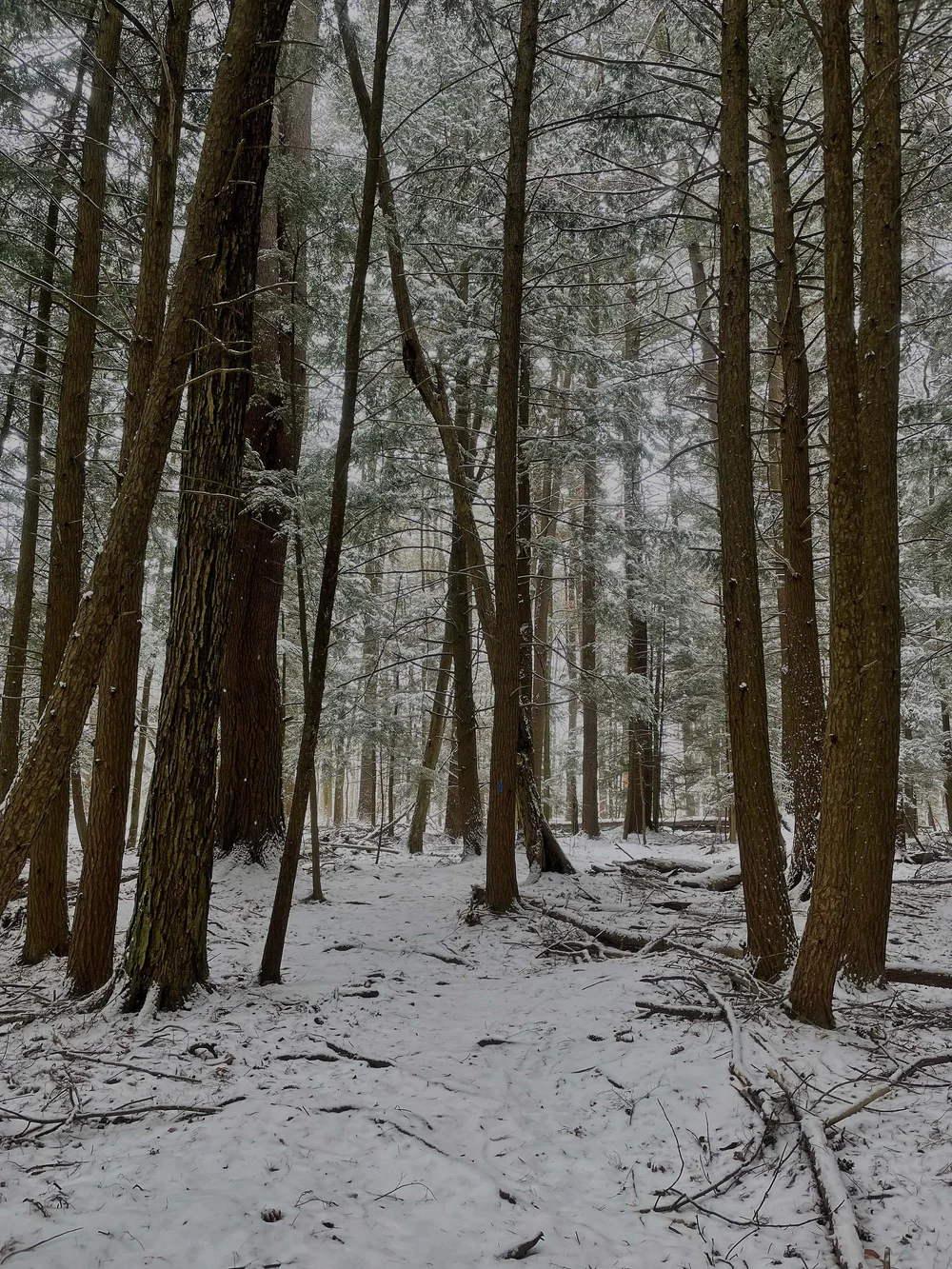 Birding Journal — Rutland County Audubon society
