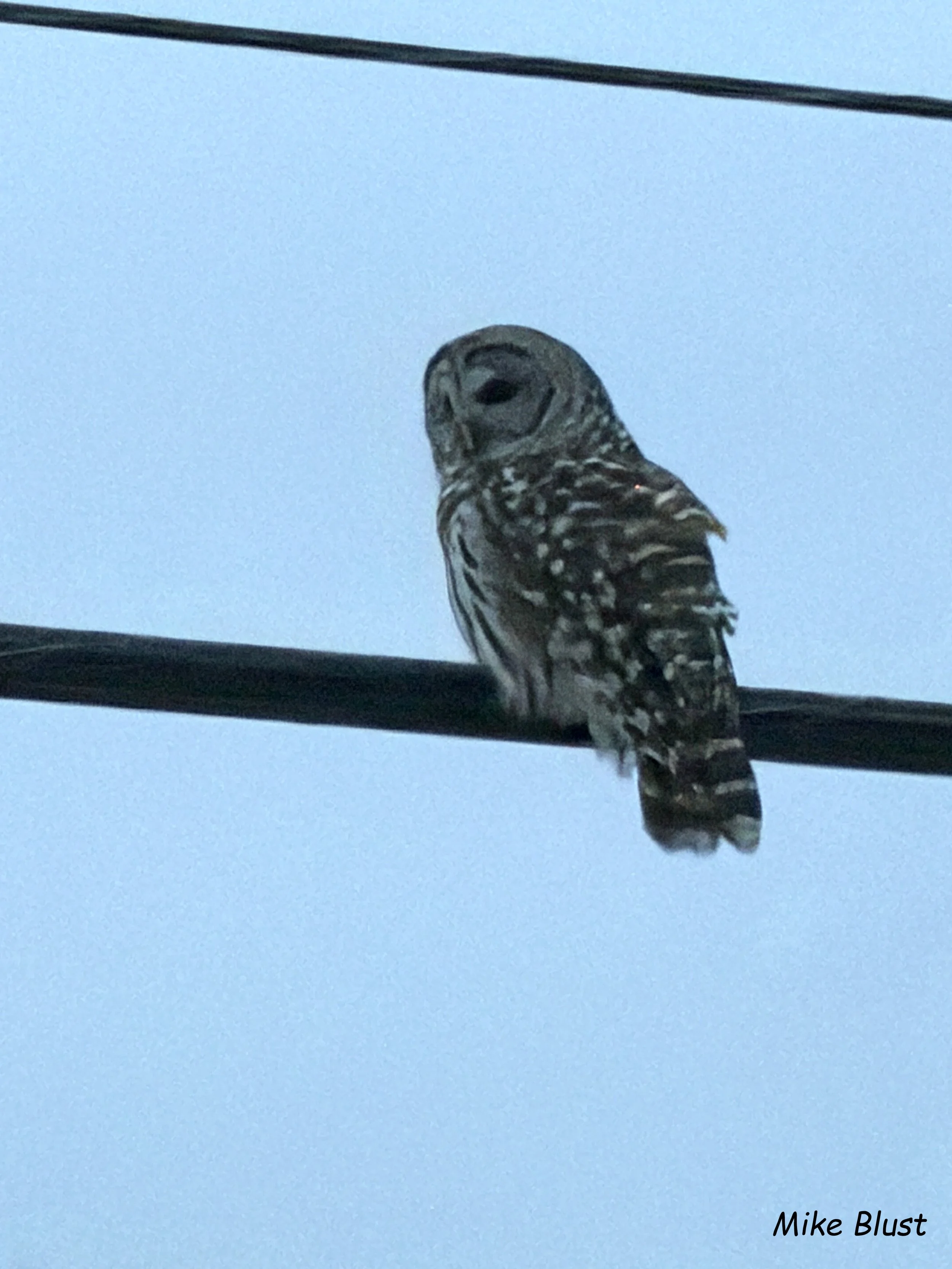 Winter Solstice Count — Rutland County Audubon society