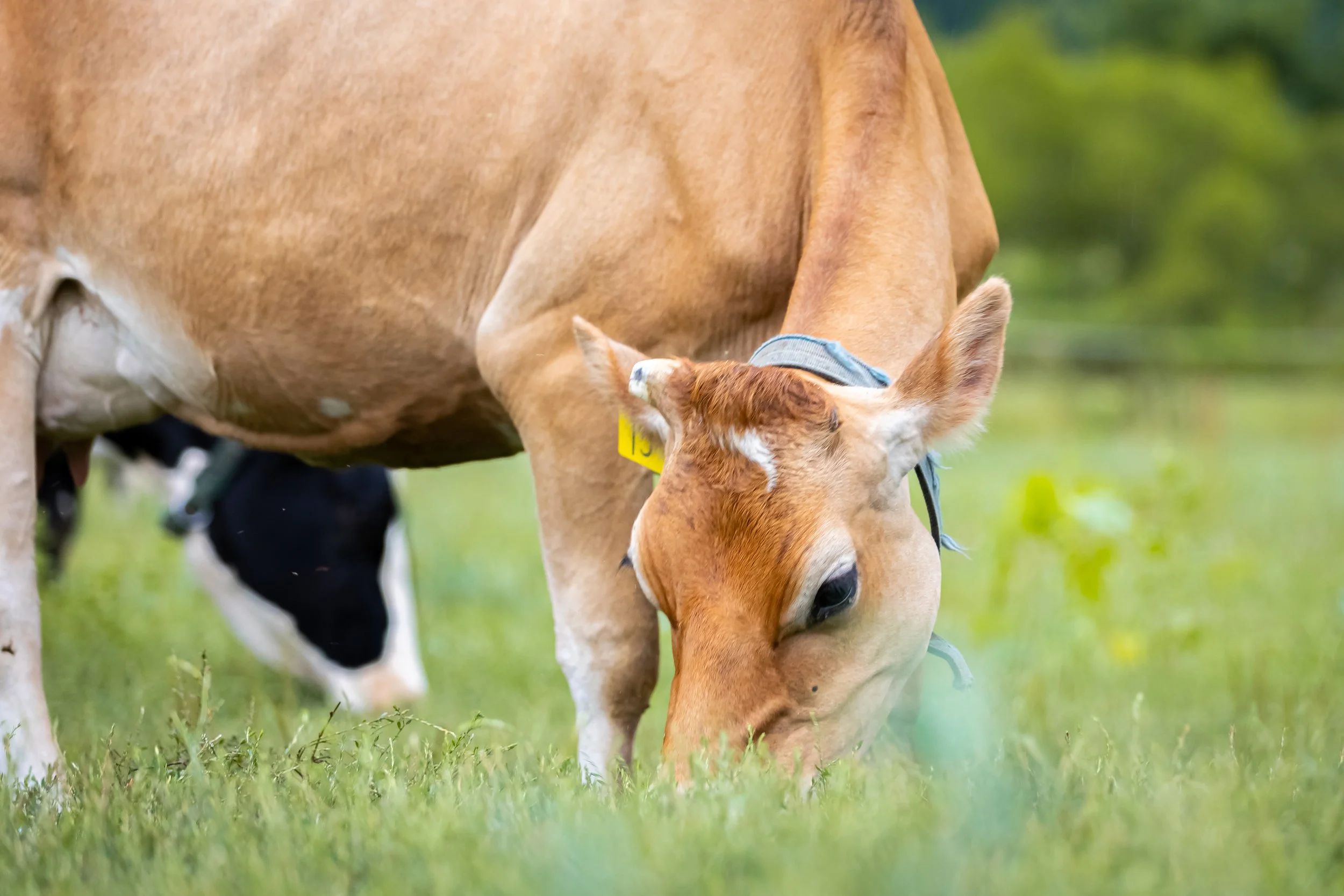 Hidden Rock Farm | Milk, Cheese & Yogurt | Grassfed Beef & Pasture ...