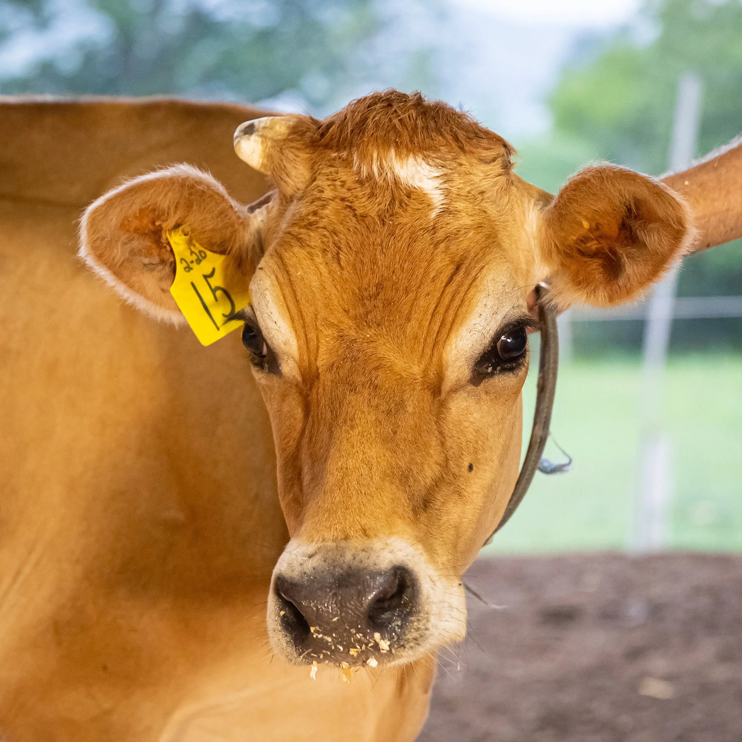 About | High Quality Dairy Products | Rebersburg, PA — Hidden Rock Farm