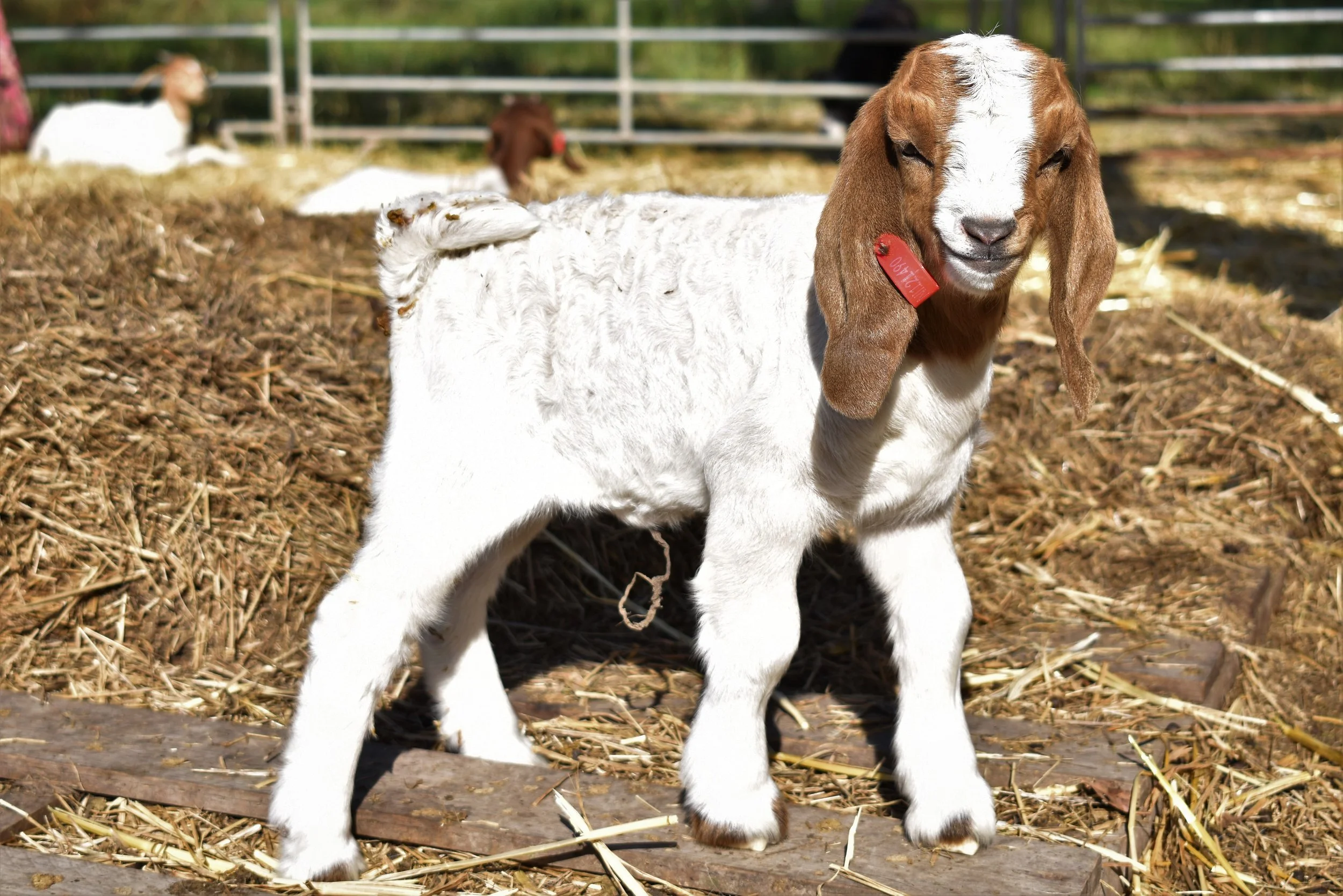 Sales — The Avenue Myrtle Creek