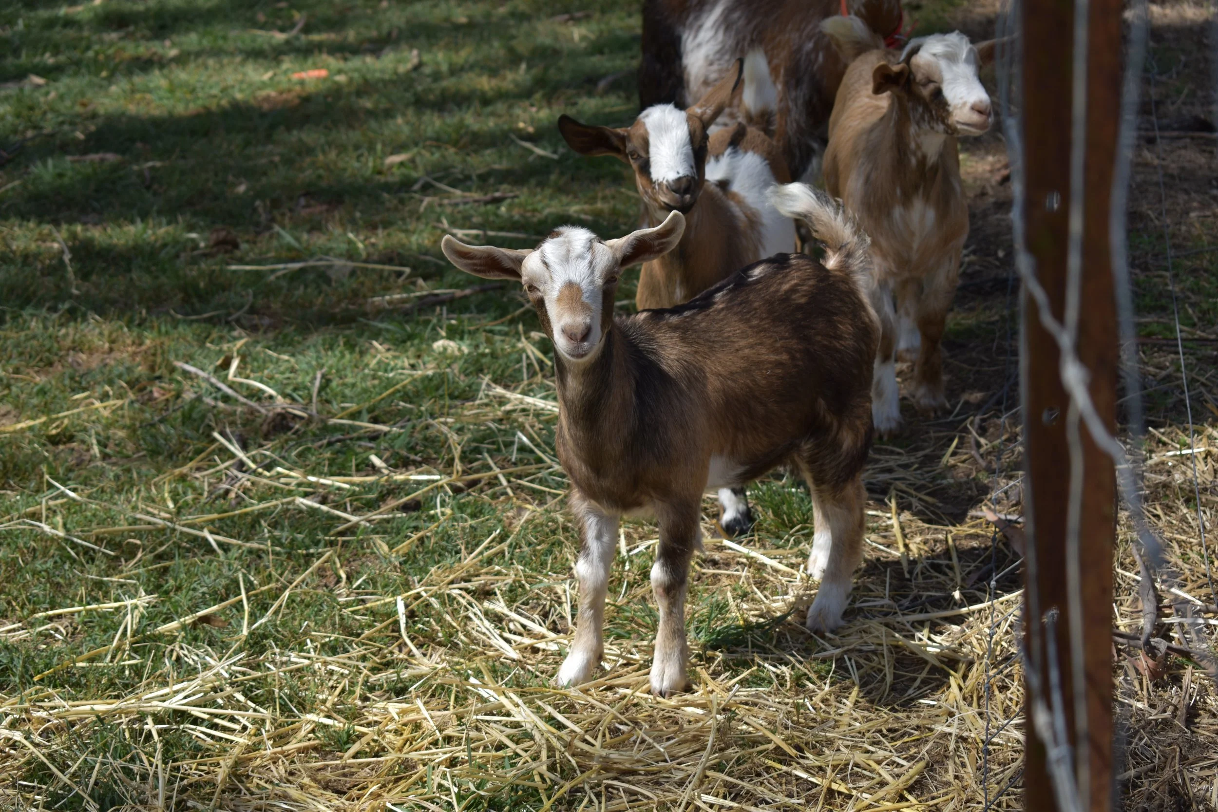 Sales — The Avenue Myrtle Creek