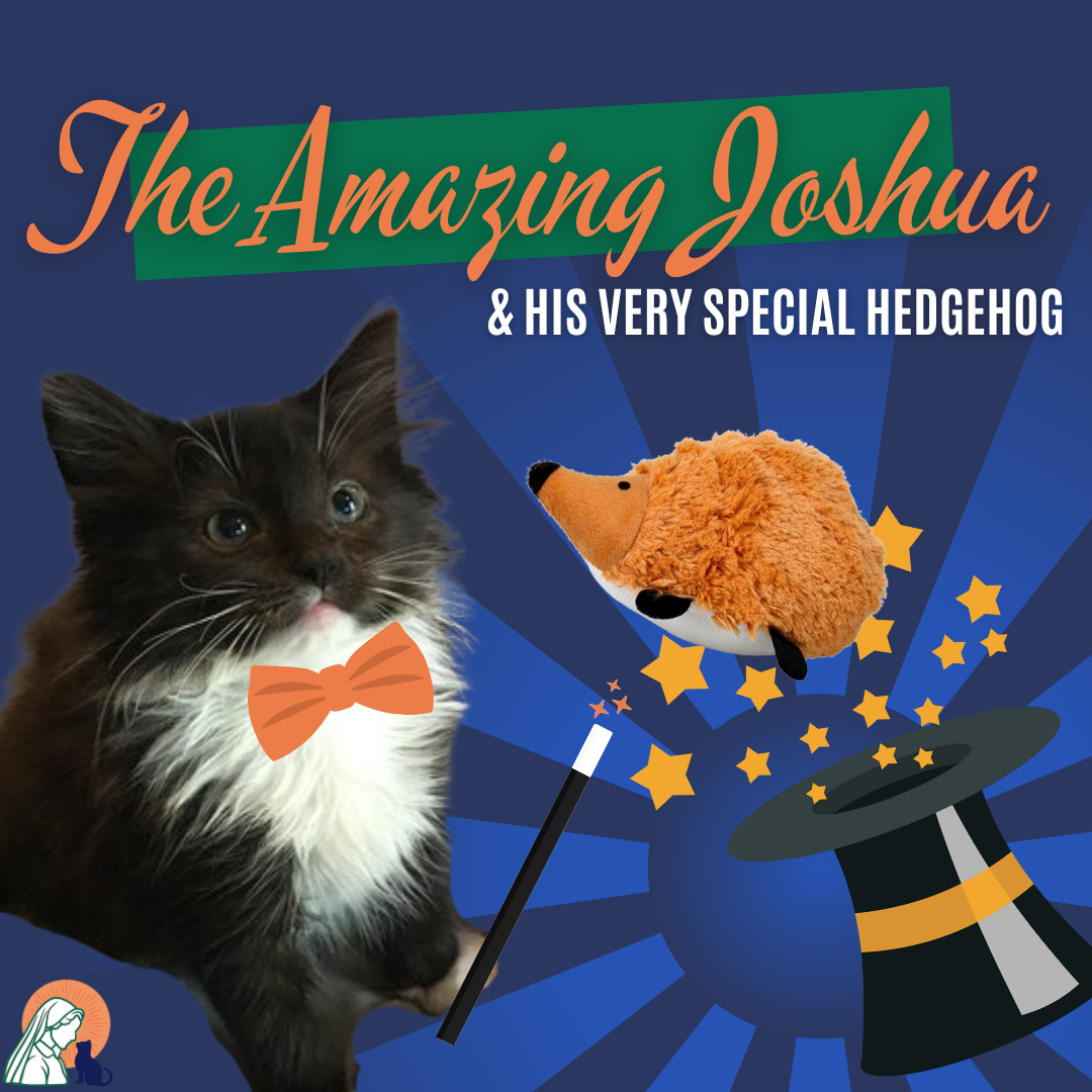 The Amazing Joshua - A very, VERY "Special" Lil Guy — St. Gertrude Rescue