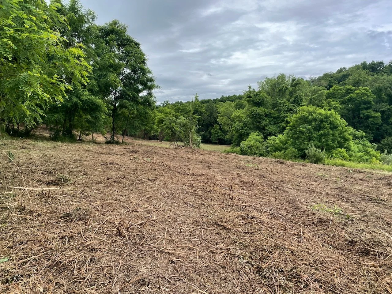 Land Clear & Forestry Mulching | Echols Excavating LLC
