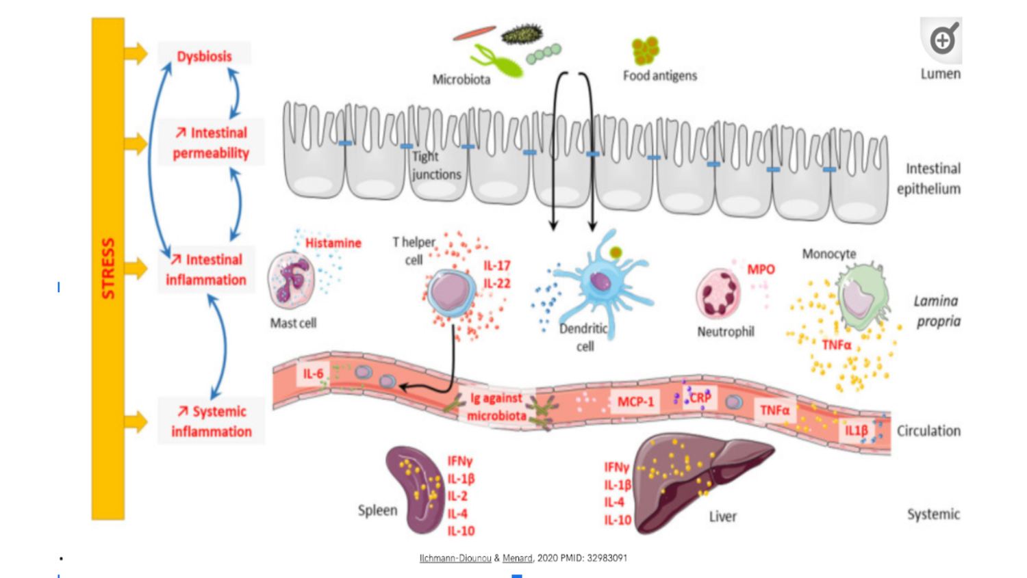 Julie Forrester - BHSc Naturopath Naturopath