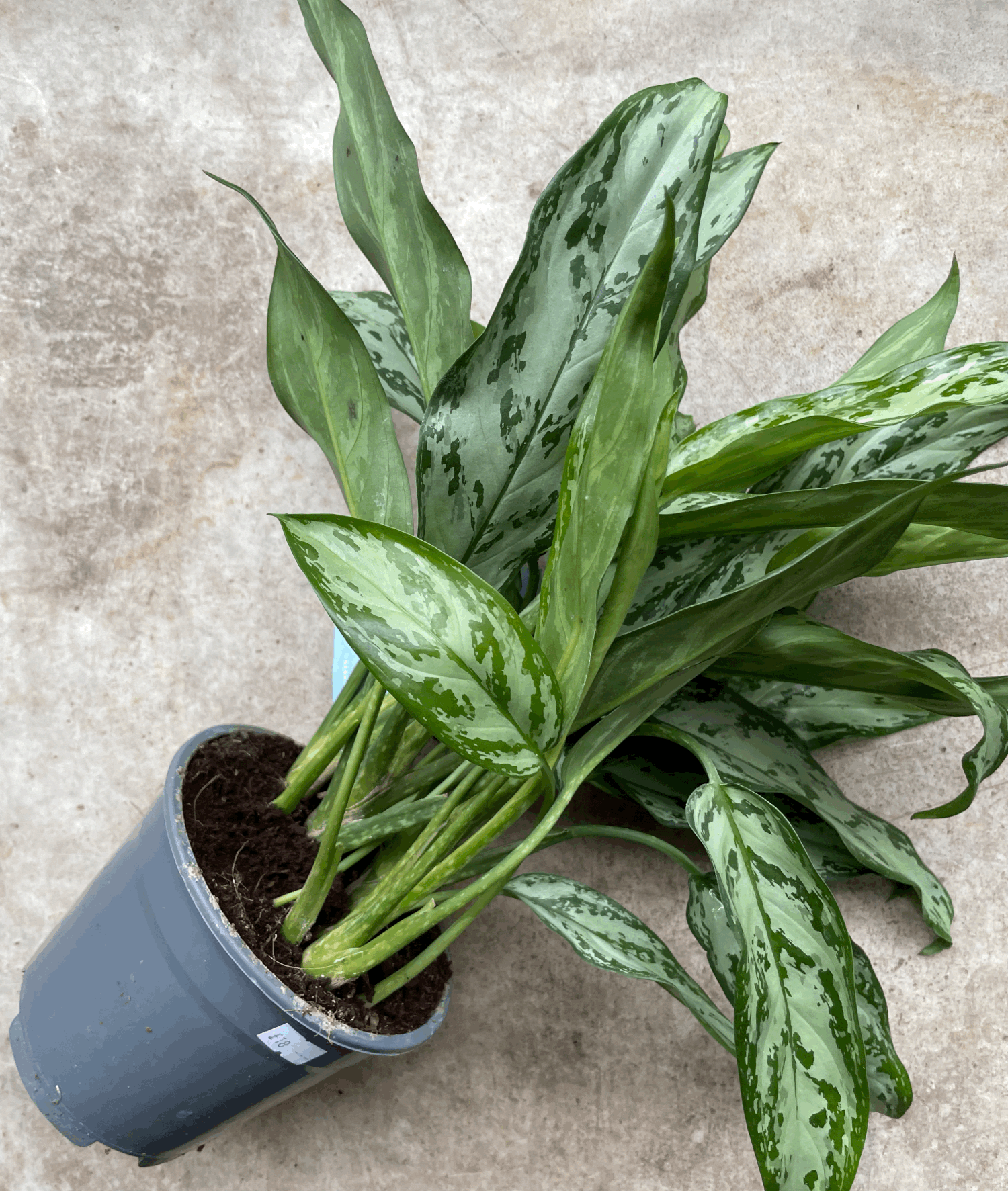 Aglaonema Silver Queen