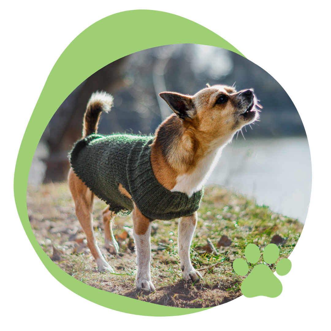 Dog Training — North Paw