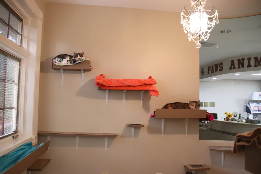 Our Office — 4 Paws Animal Hospital