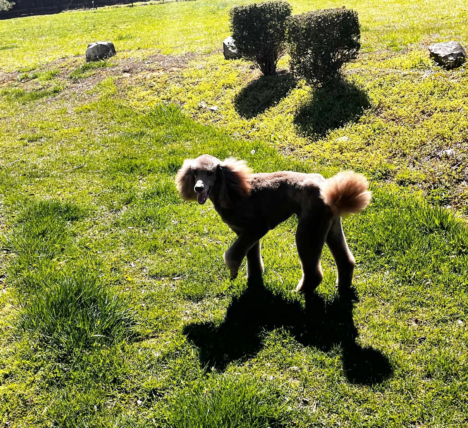 Dog Boarding Services — Doggie Dude Ranch