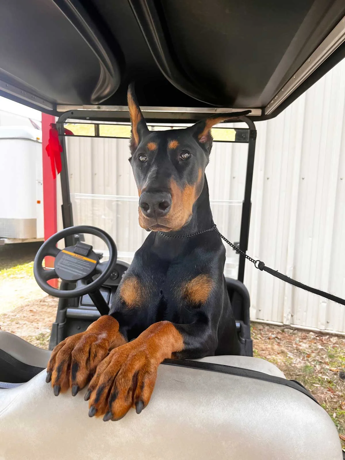 Dog Day Care Services — Doggie Dude Ranch