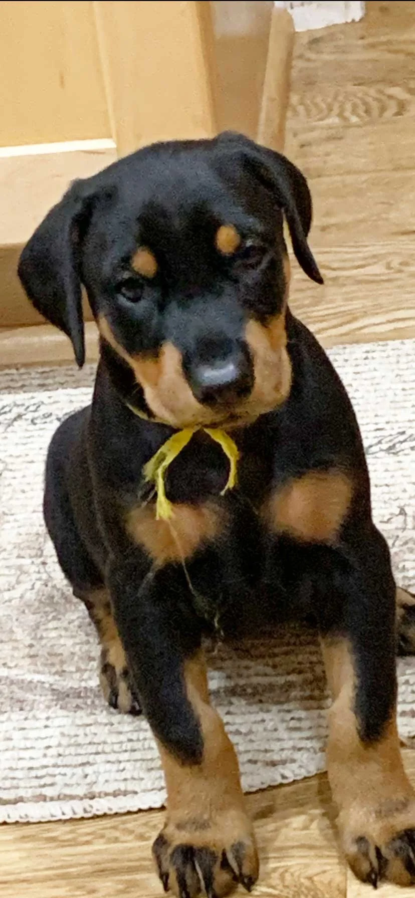 Dog Day Care Services — Doggie Dude Ranch