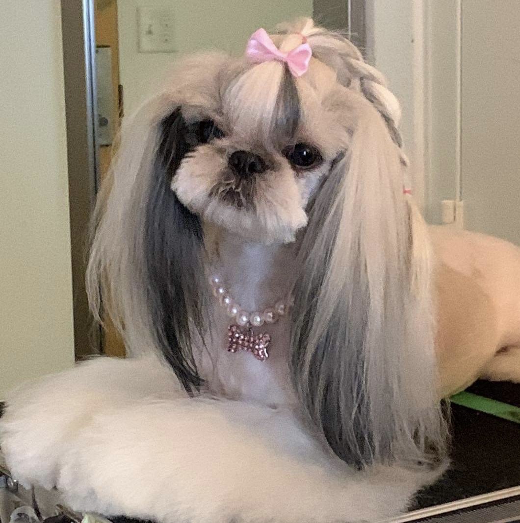 Dog Boarding Services — Doggie Dude Ranch