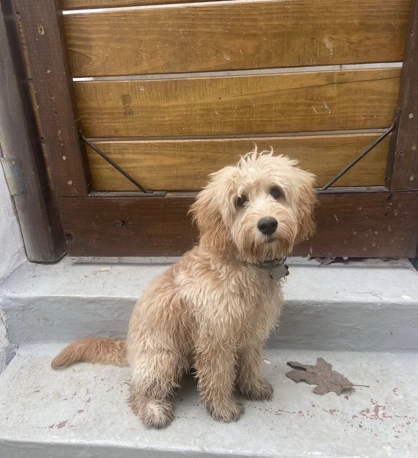 Hazel's Australian Labradoodles Puppy Litters | Australian Labradoodle ...