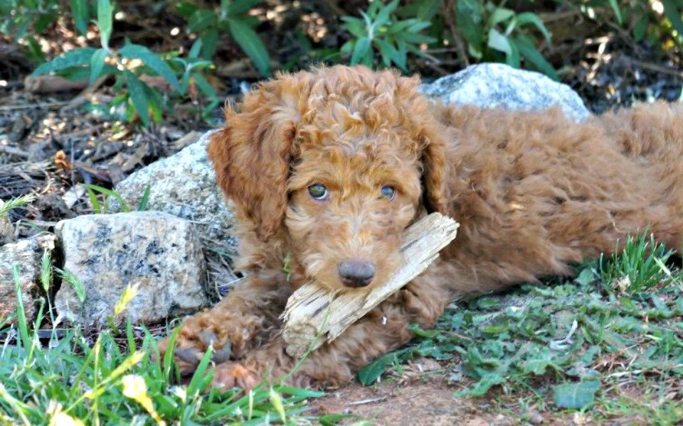 Hazel's Australian Labradoodles Puppy Litters | Australian Labradoodle ...