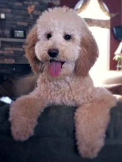Teddy Bear Cut Labradoodle