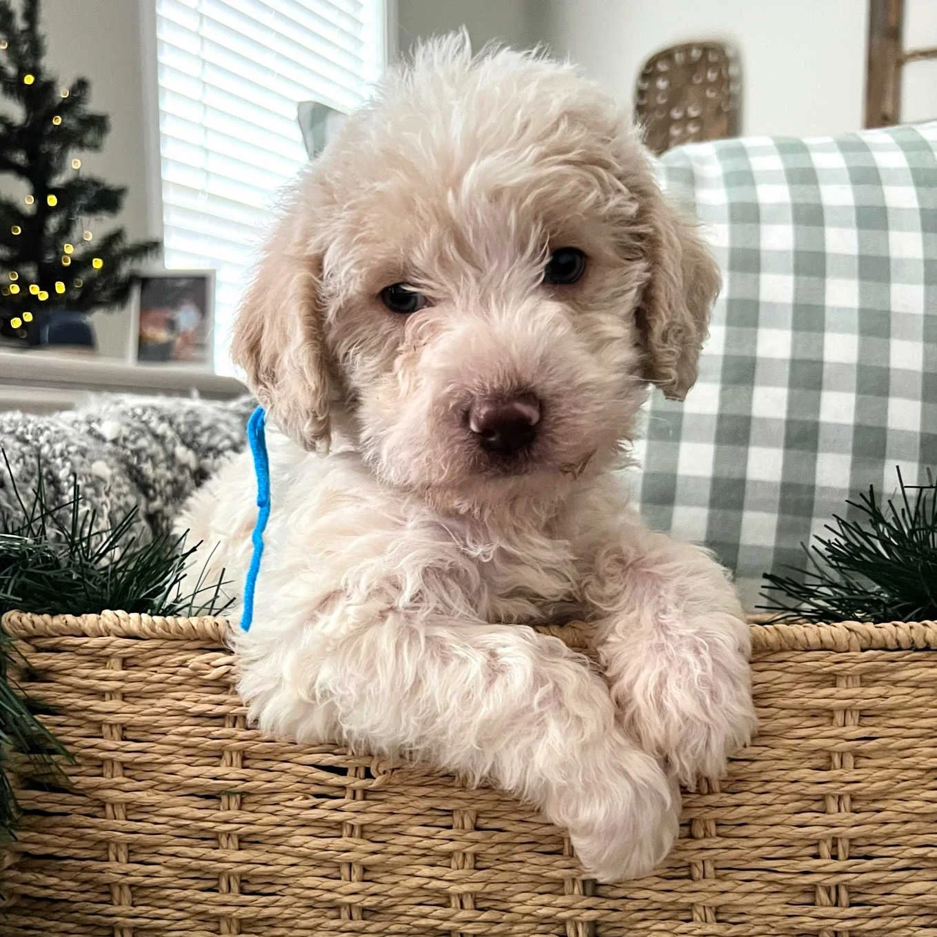 Upcoming Labradoodle Litters