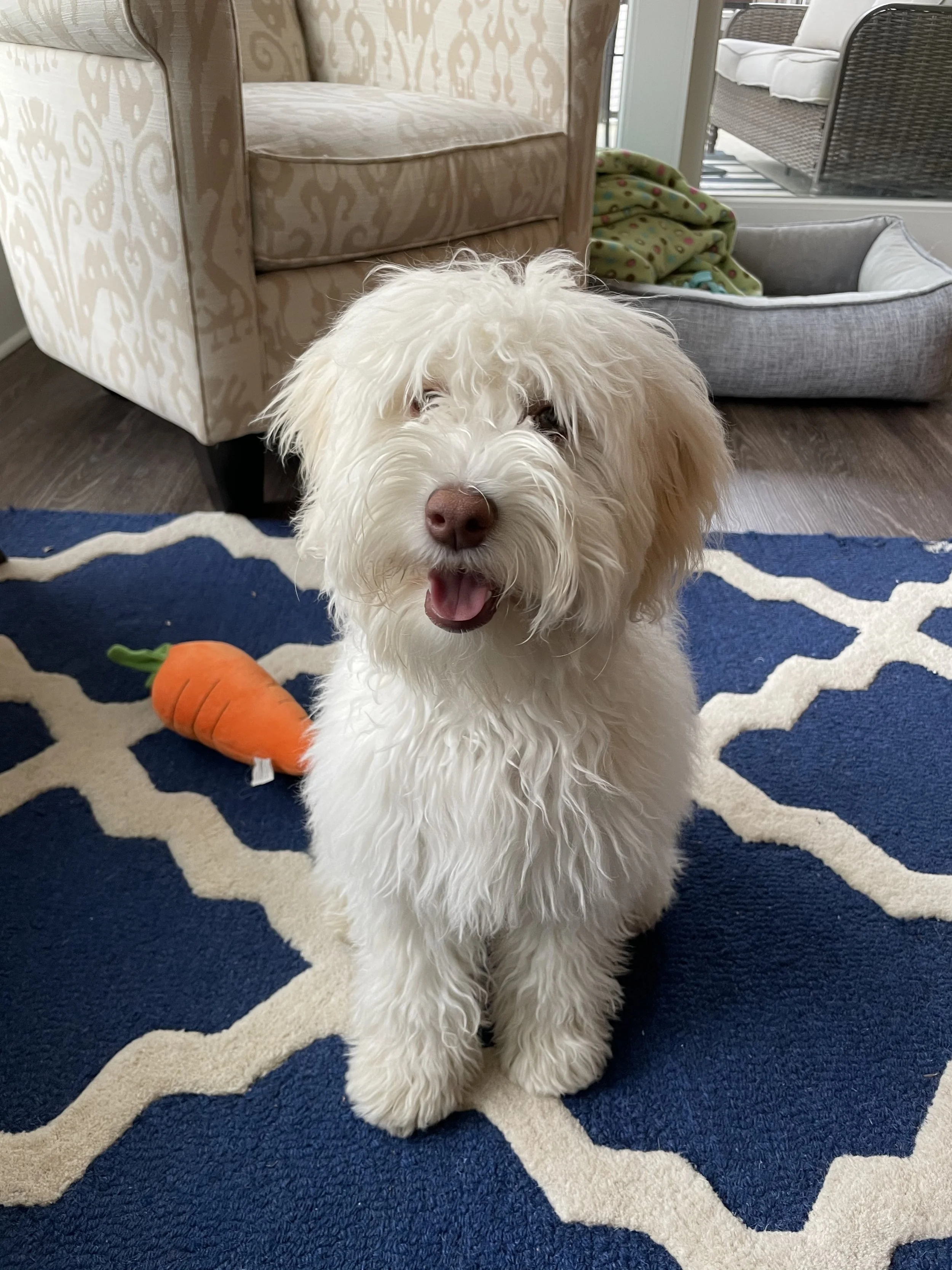 Hazel's Australian Labradoodles Puppy Litters | Australian Labradoodle ...