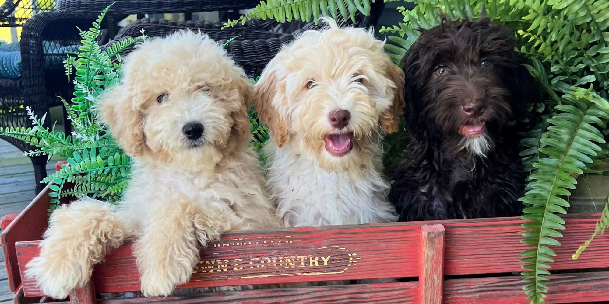 Upcoming Labradoodle Litters