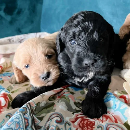 Mini Black Labradoodle Puppy