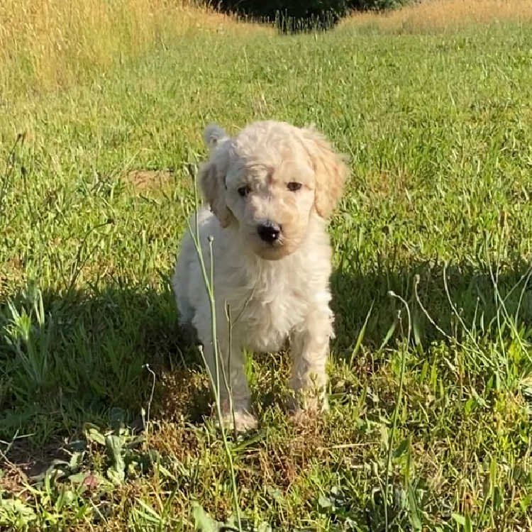 June's Australian Labradoodles Puppy Litters | Australian Labradoodle ...