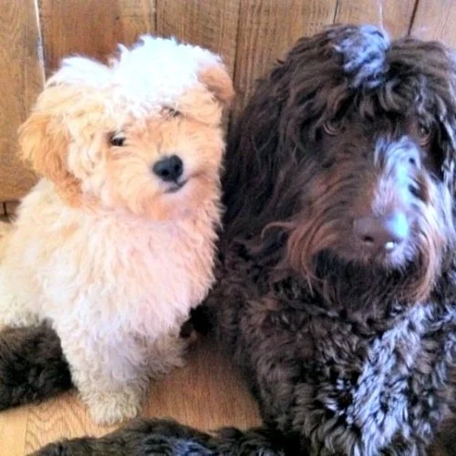 Australian Labradoodle Pictures