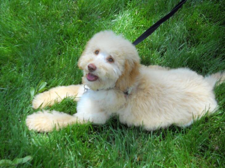 Pictures of Cream Australian Labradoodle Puppies
