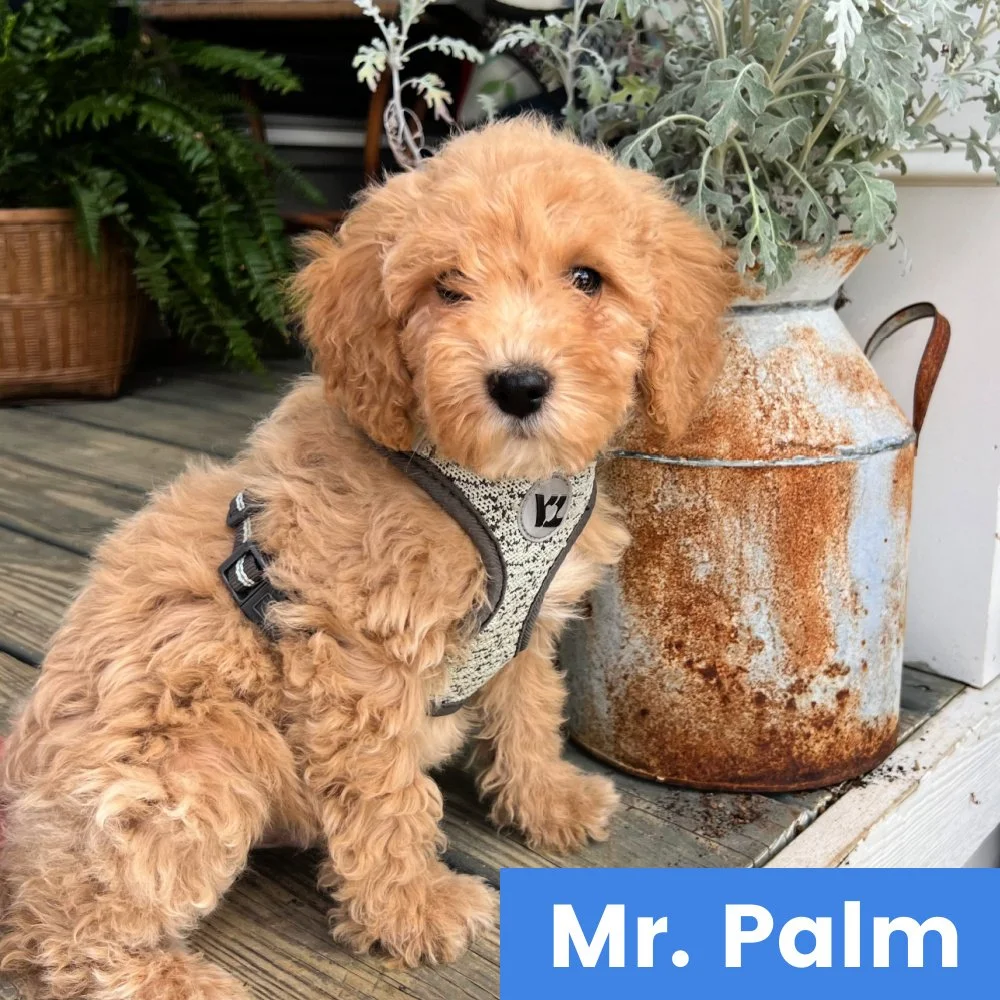 Upcoming Labradoodle Litters