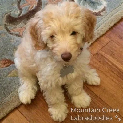 Apricot Mini Labradoodle