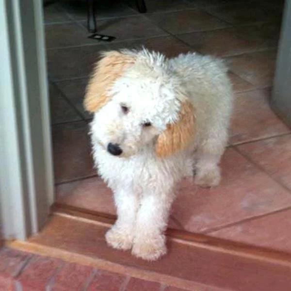 Australian Labradoodle Pictures