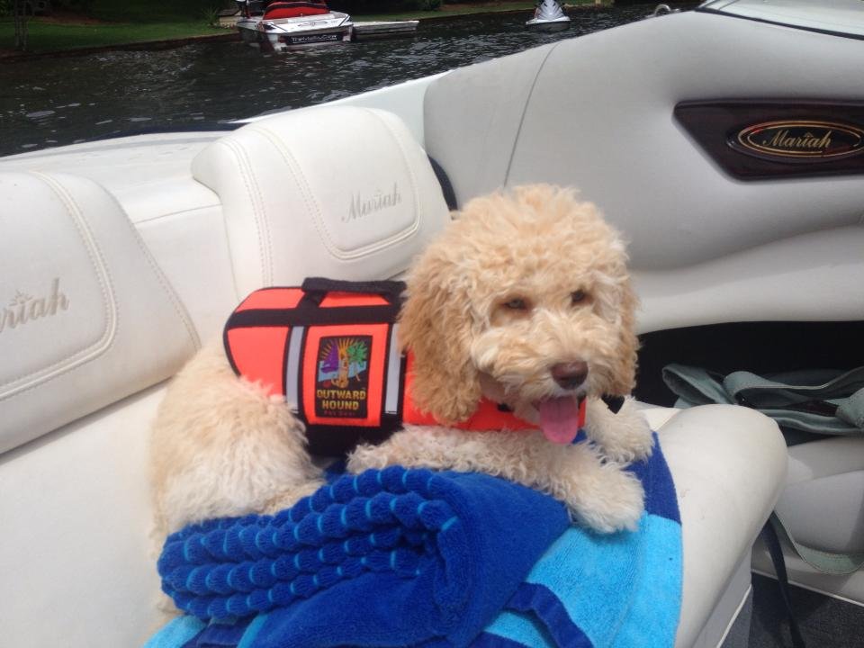 Pictures of Cream Australian Labradoodle Puppies