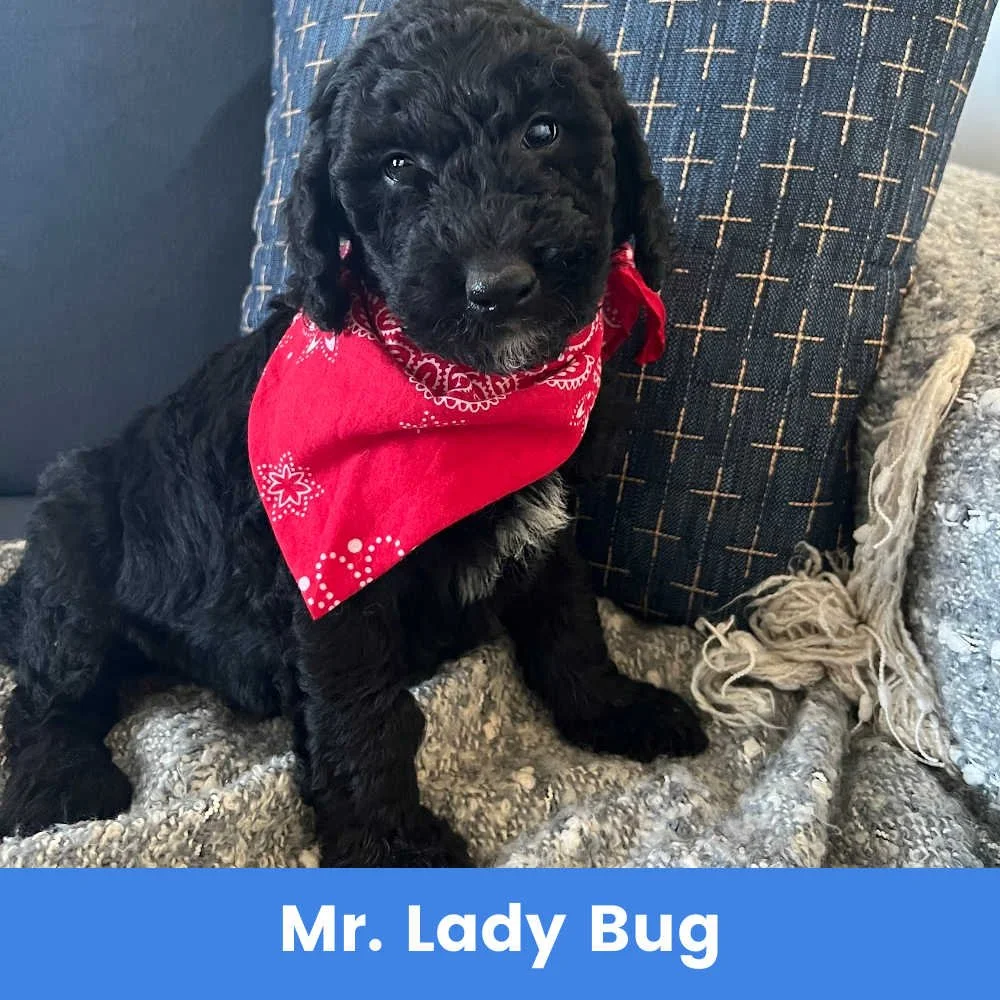 Wells' Australian Labradoodles Puppy Litters | Australian Labradoodle ...