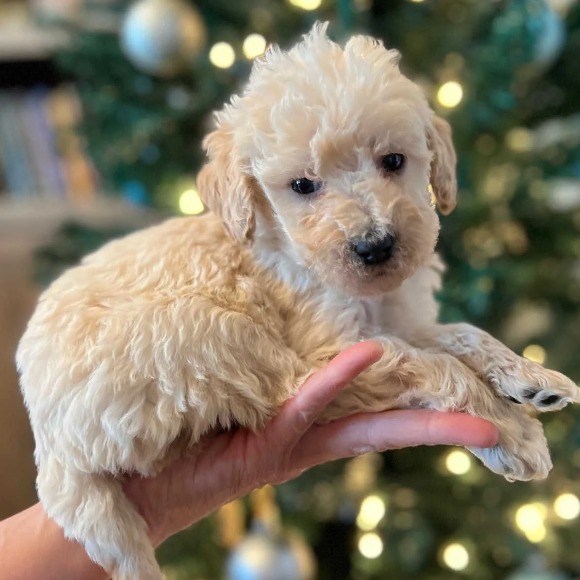 Upcoming Labradoodle Litters