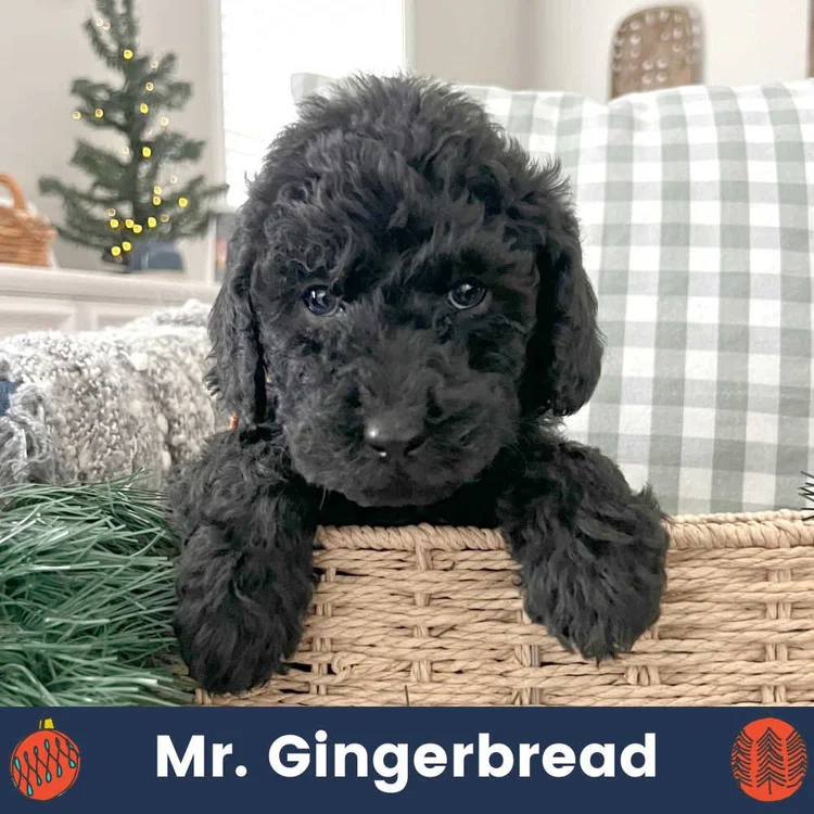 June's Australian Labradoodles Puppy Litters | Australian Labradoodle ...