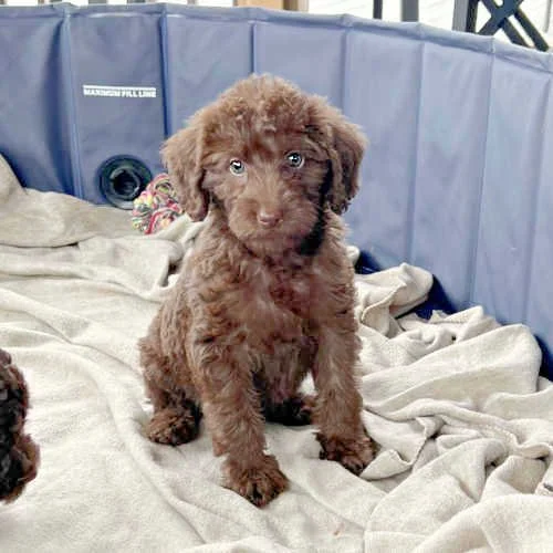June's Australian Labradoodles Puppy Litters | Australian Labradoodle ...