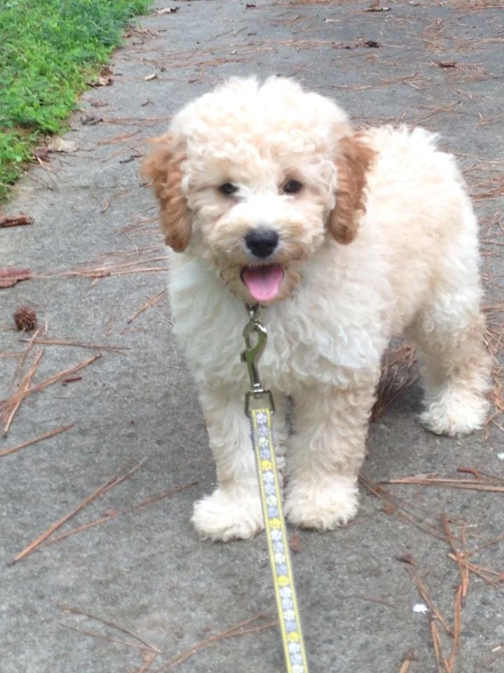 Cream Australian Labradoodle