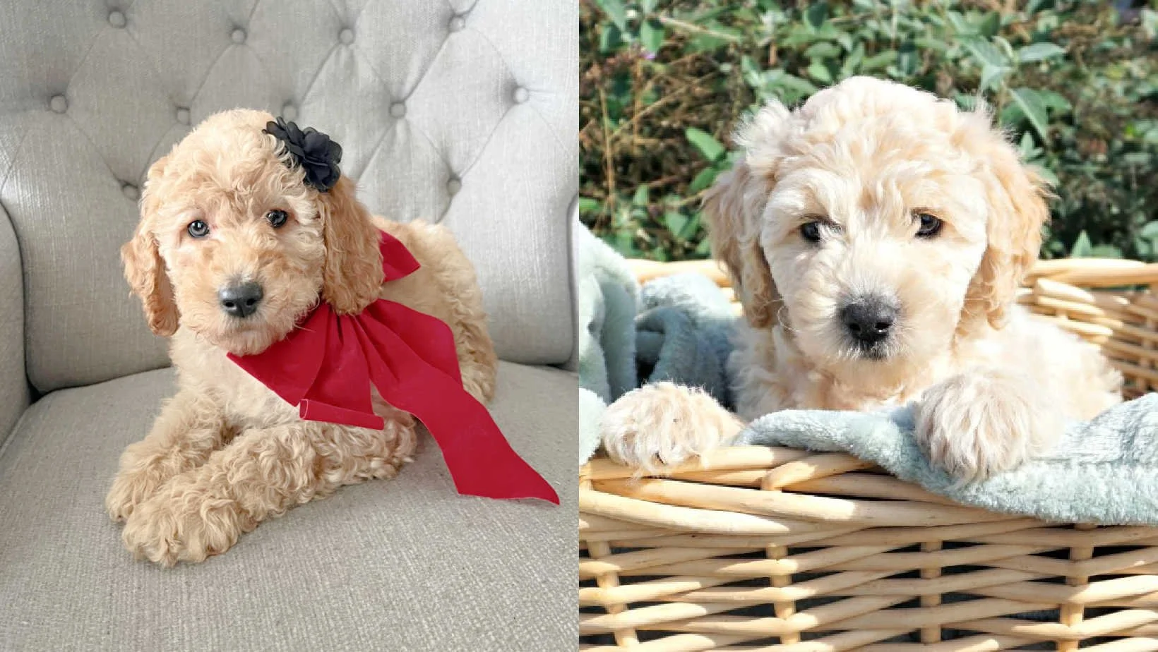 Upcoming Labradoodle Litters