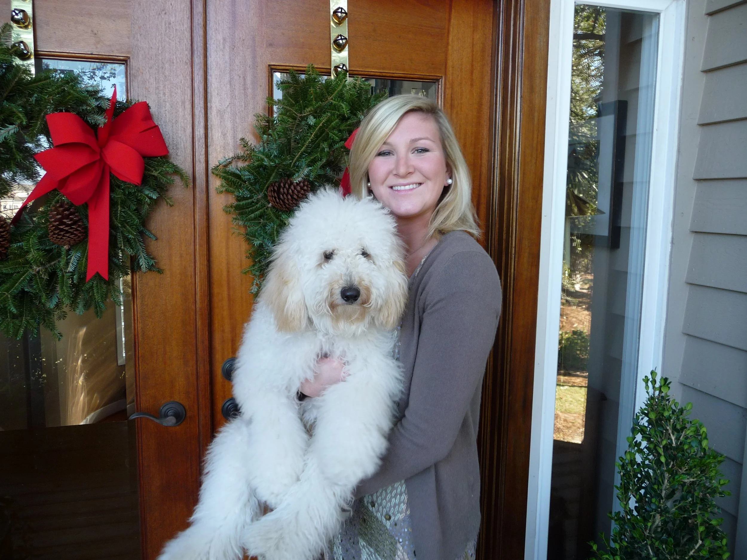 Pictures of Cream Australian Labradoodle Puppies