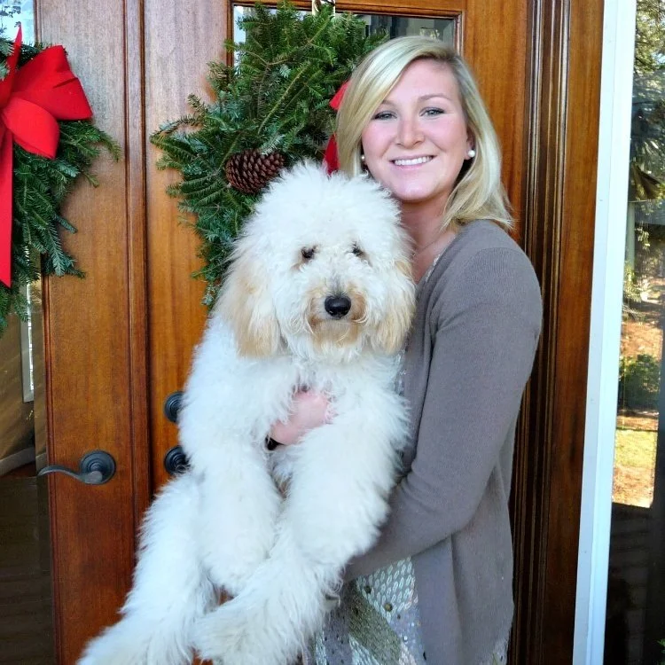 Australian Labradoodle Pictures