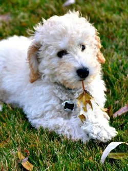 White Australian Labradoodle Puppies