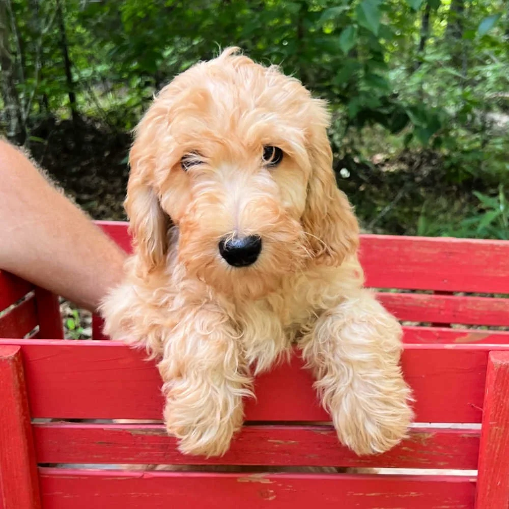 Lina's Australian Labradoodles Puppy Litters | Australian Labradoodle ...
