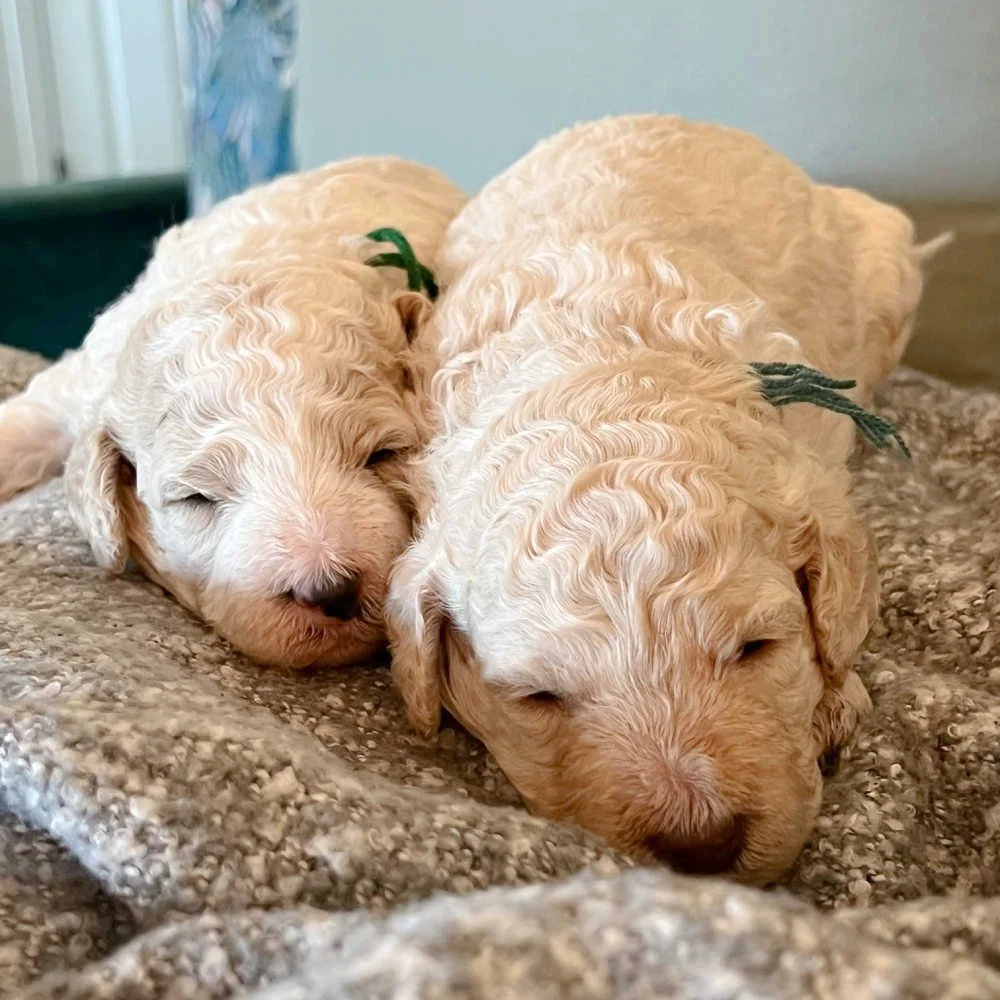 Australian Labradoodle Puppies Available