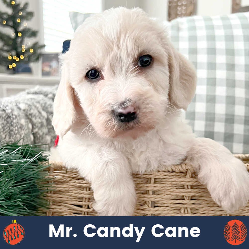 June's Australian Labradoodles Puppy Litters | Australian Labradoodle ...