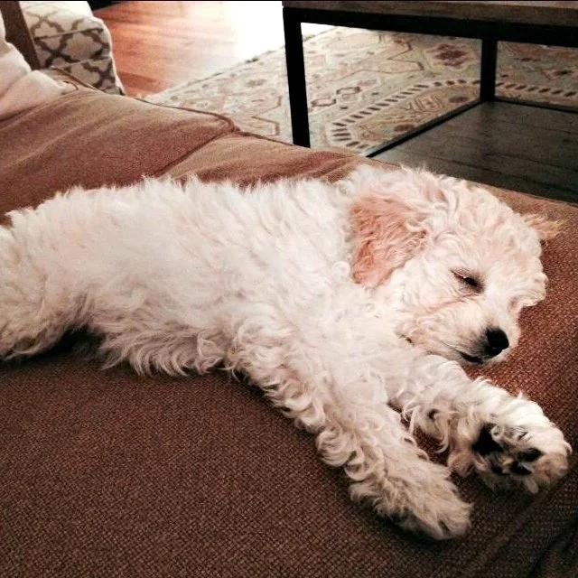 Australian Labradoodle Pictures