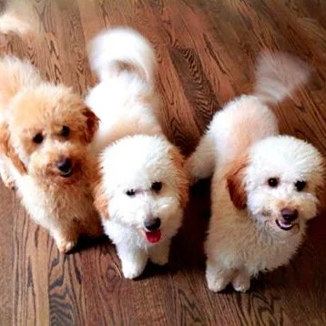 Australian Labradoodle Pictures