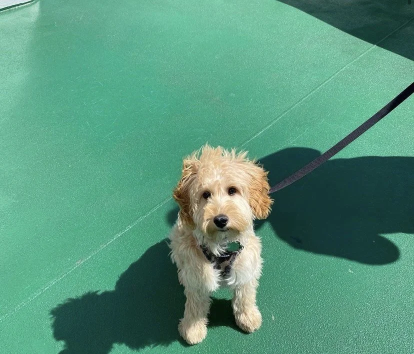 Hazel's Australian Labradoodles Puppy Litters | Australian Labradoodle ...