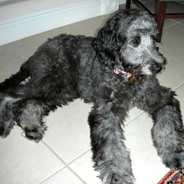 Silver Labradoodles from Mountain Creek Labradoodles