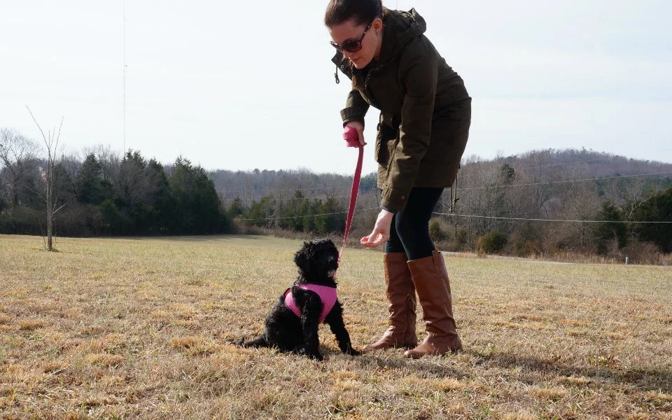 Labradoodle Puppy Training Program - Potty & Crate Training Boot Camp