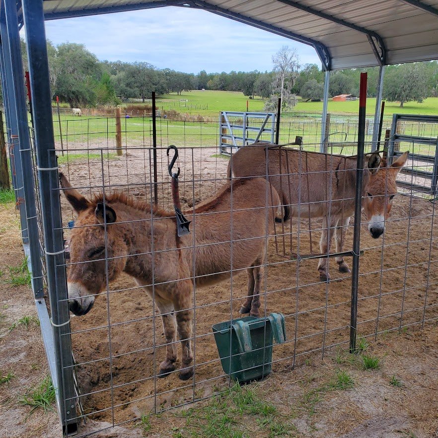 Useless Animal Farm Sanctuary Inc.