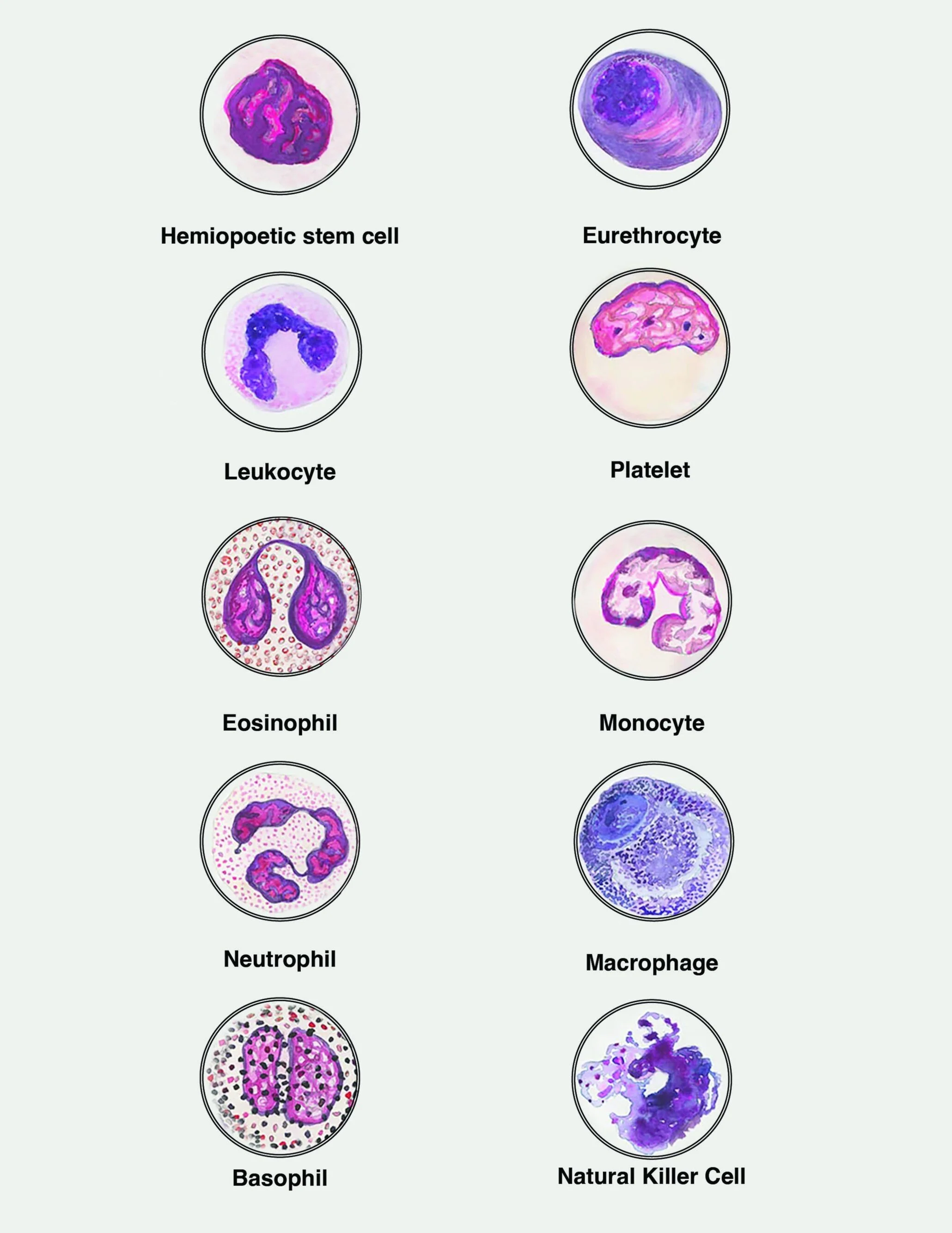 Biological Illustration — Illustration By Mariah